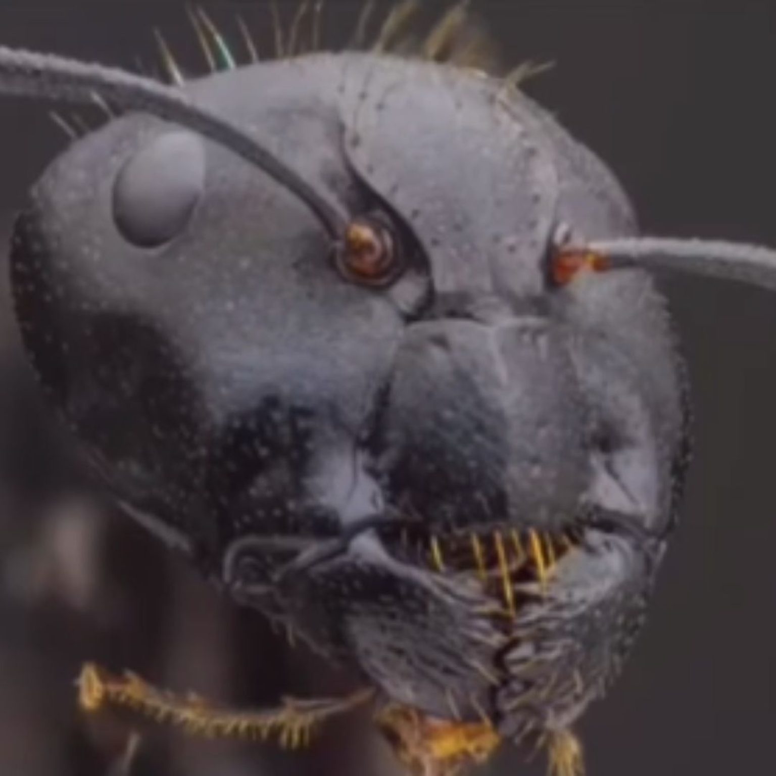 Fourmis au Microscope