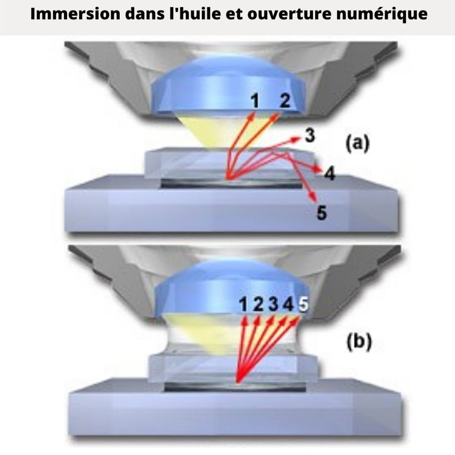 Objectif de microscope - Meilleurs Microscopes