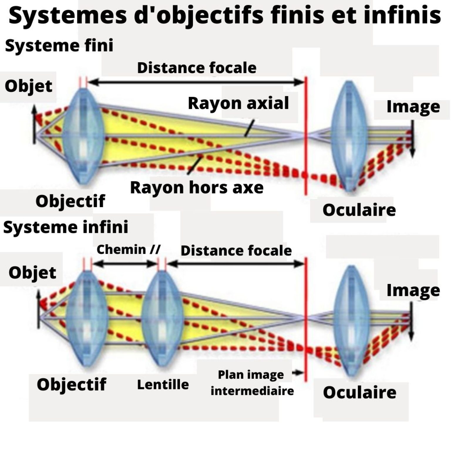 Objectif de microscope - Meilleurs Microscopes