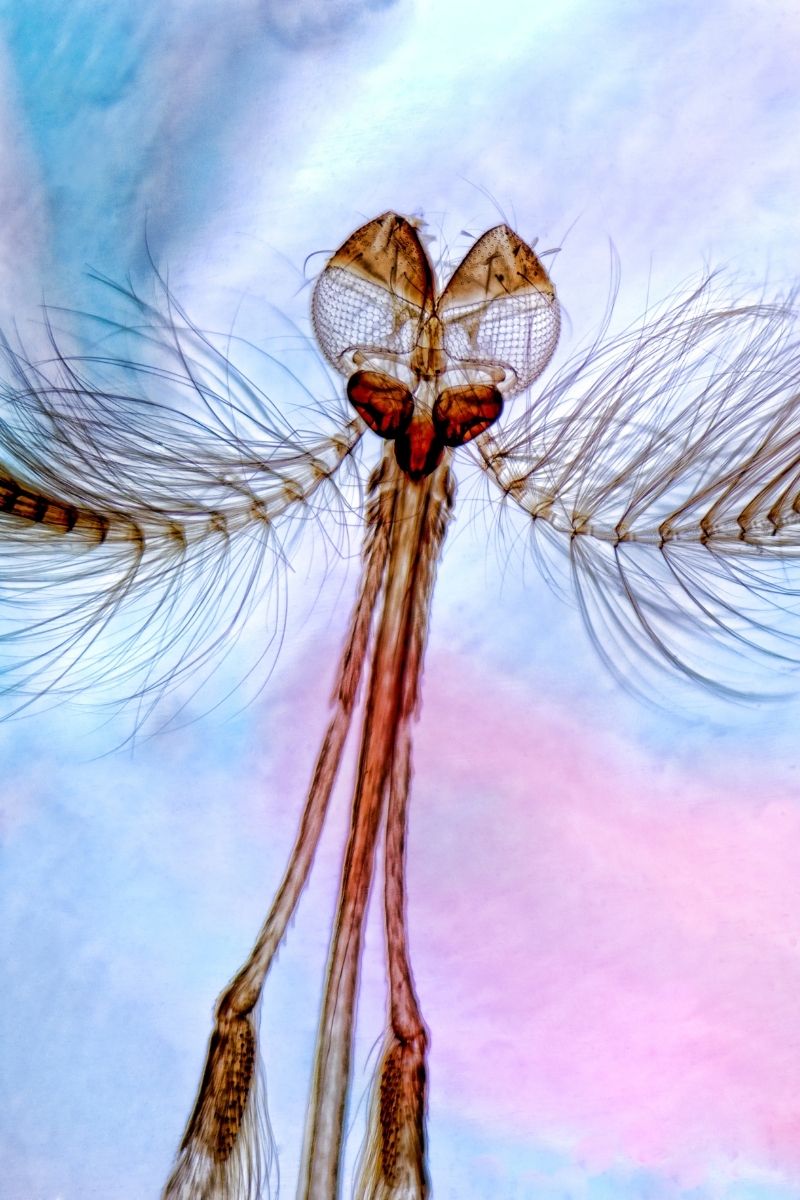 Observation d'un moustique au microscope