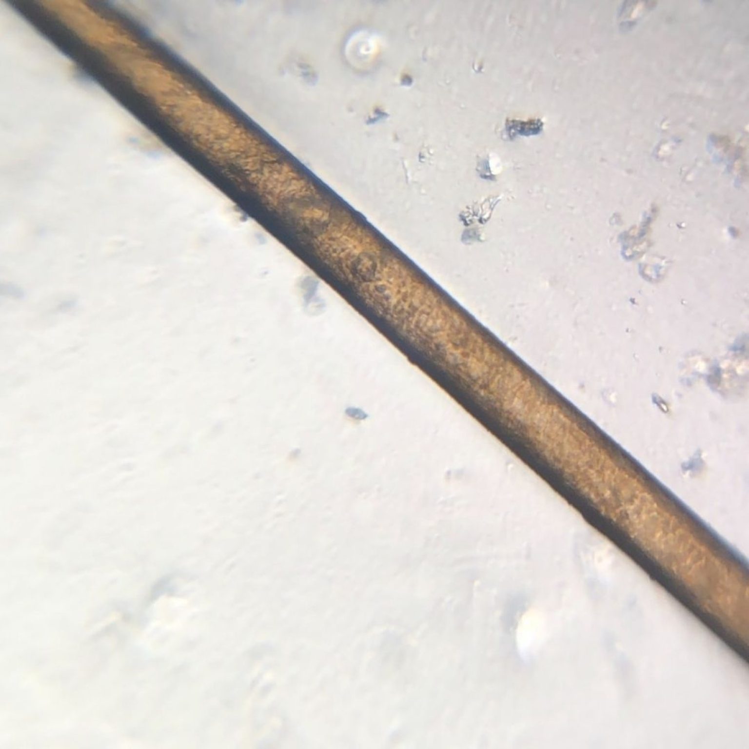 Cheveux au Microscope - Meilleurs Microscopes