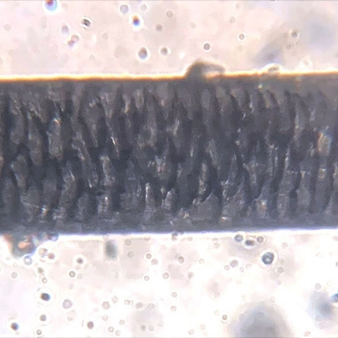 Cheveux au Microscope - Meilleurs Microscopes