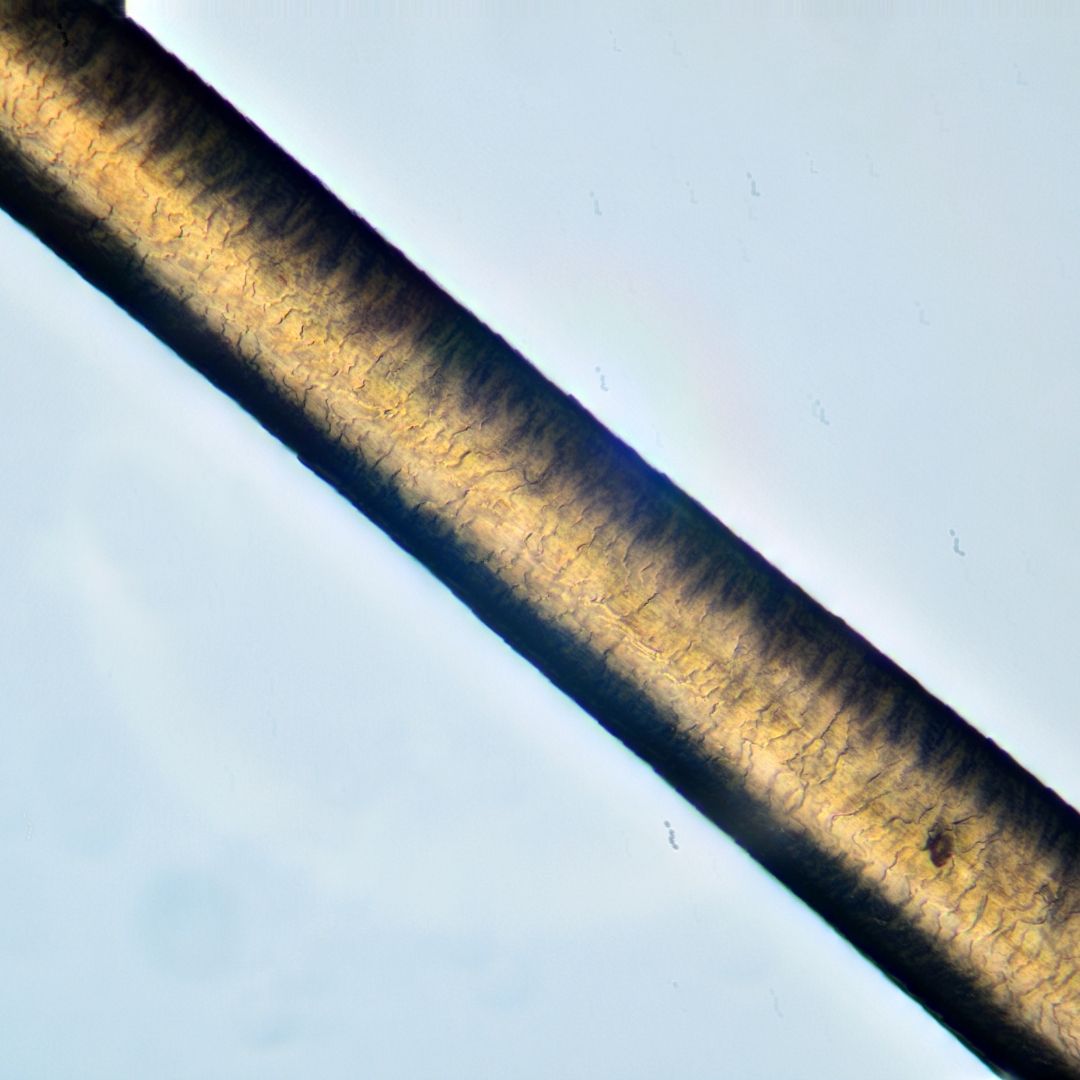 Cheveux au Microscope - Meilleurs Microscopes