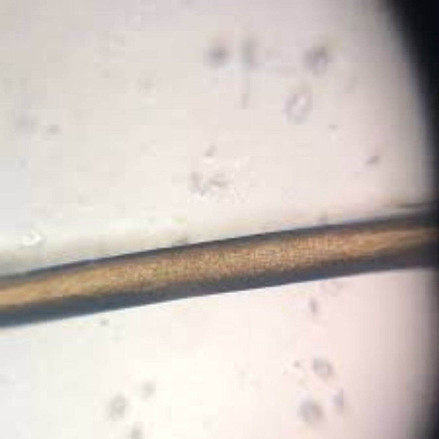 Cheveux au Microscope - Meilleurs Microscopes