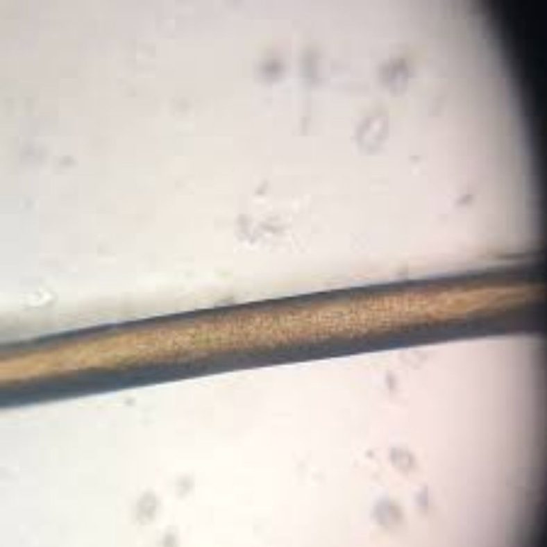 Cheveux au Microscope - Meilleurs Microscopes