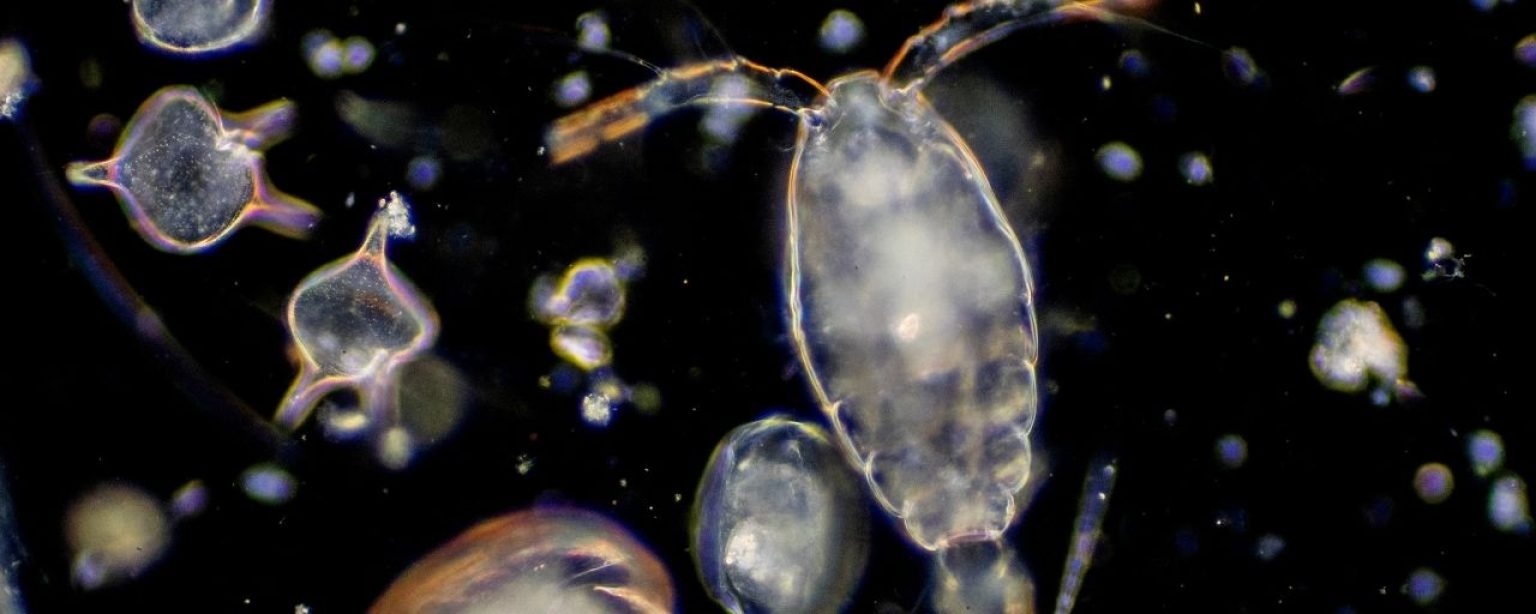 Quoi observer au microscope ? - Meilleurs Microscopes