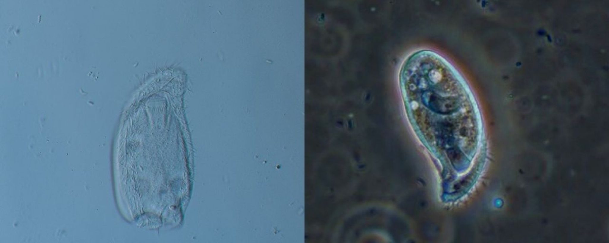 Microscope à Contraste de Phase - Meilleurs Microscopes