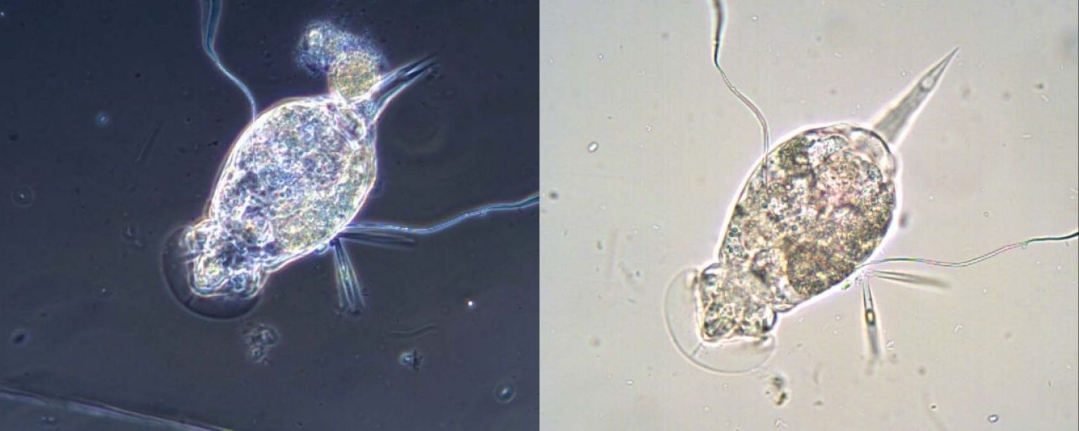 Microscope à Contraste de Phase - Meilleurs Microscopes