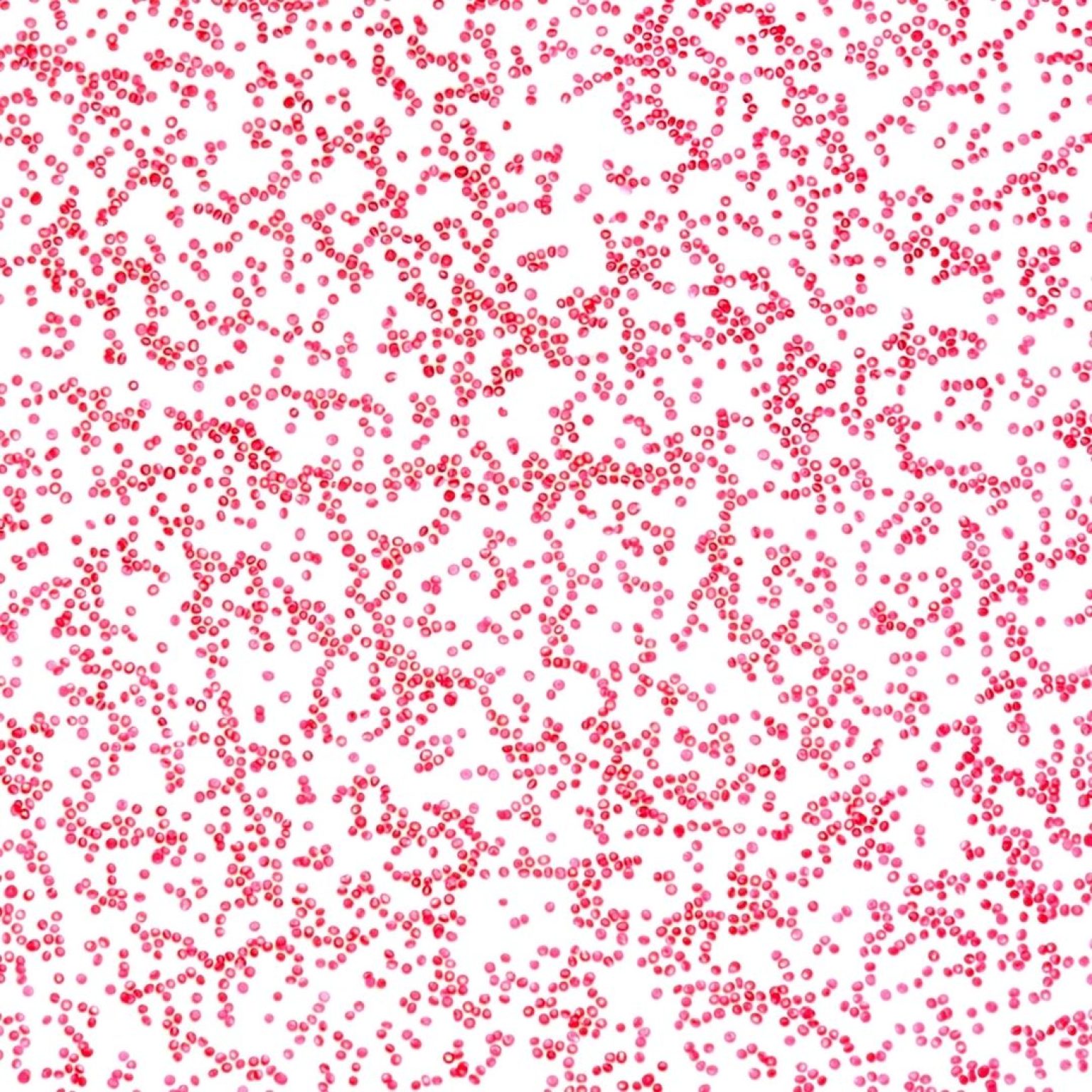 Comment observer une goutte de sang au microscope ? - Meilleurs Microscopes