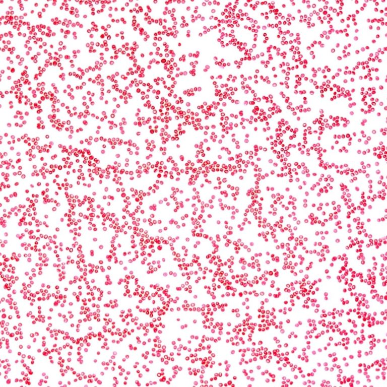 Comment observer une goutte de sang au microscope ? - Meilleurs Microscopes