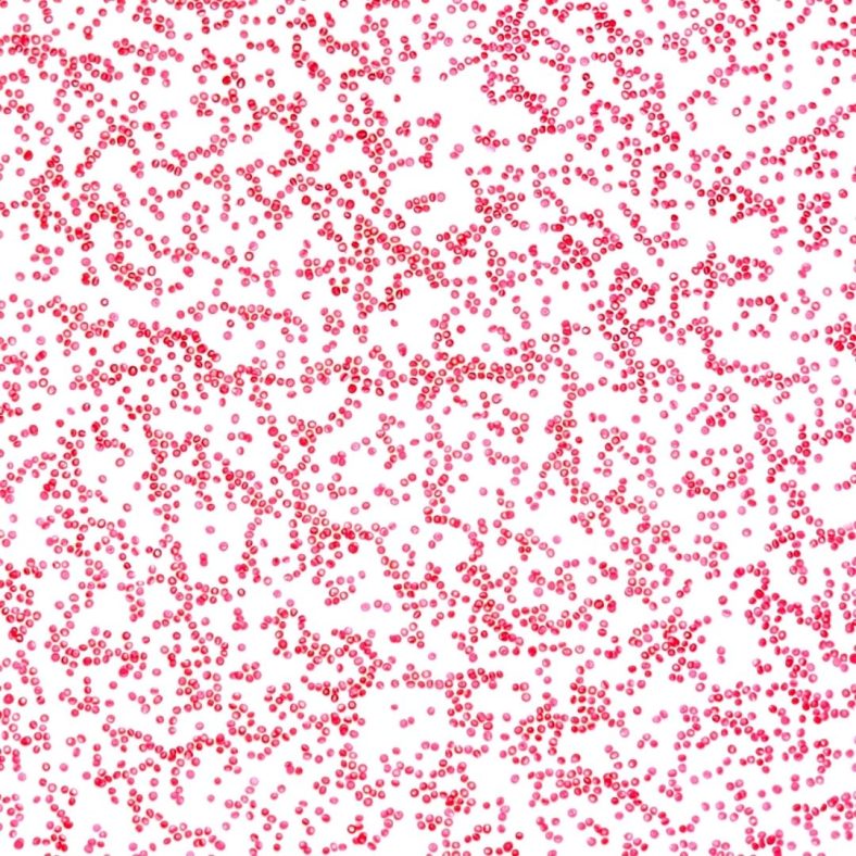 Comment observer une goutte de sang au microscope ? - Meilleurs Microscopes