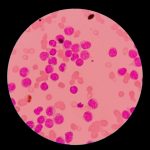 Comment observer une goutte de sang au microscope ? - Meilleurs Microscopes