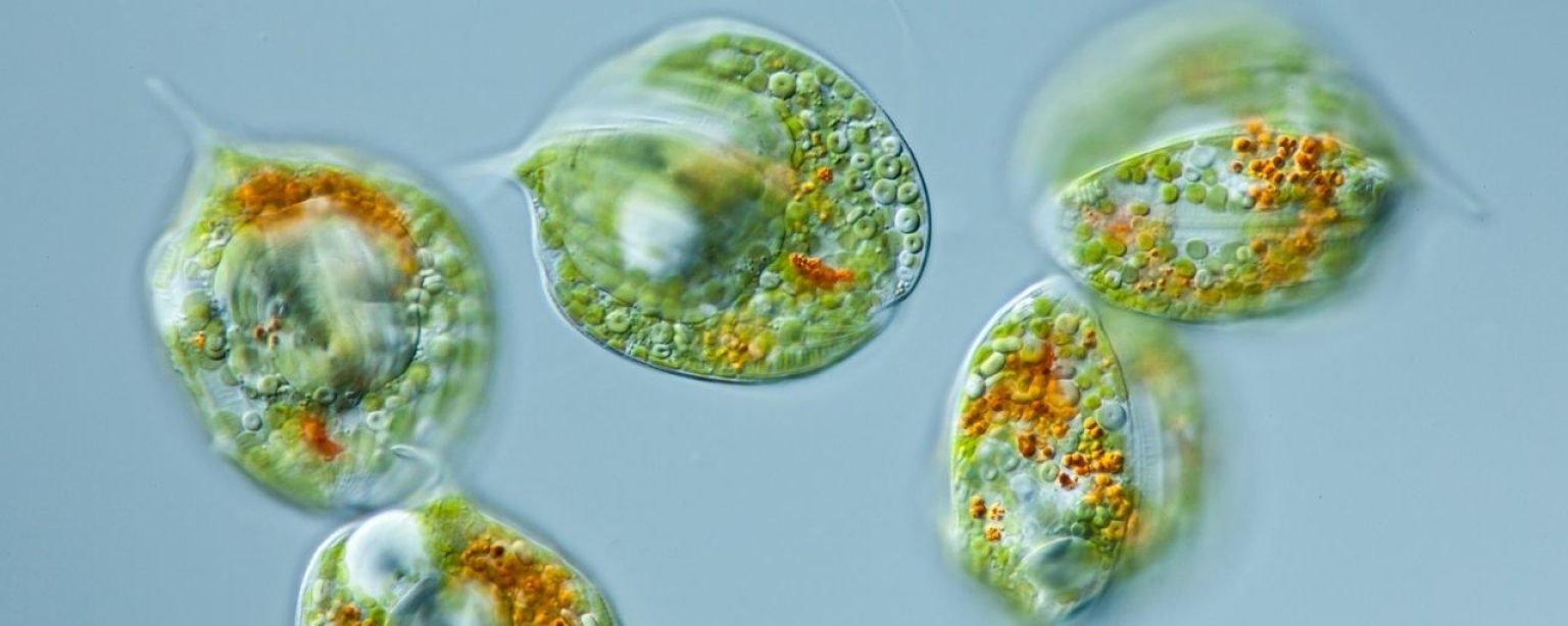 Grossissement au microscope - Meilleurs Microscopes