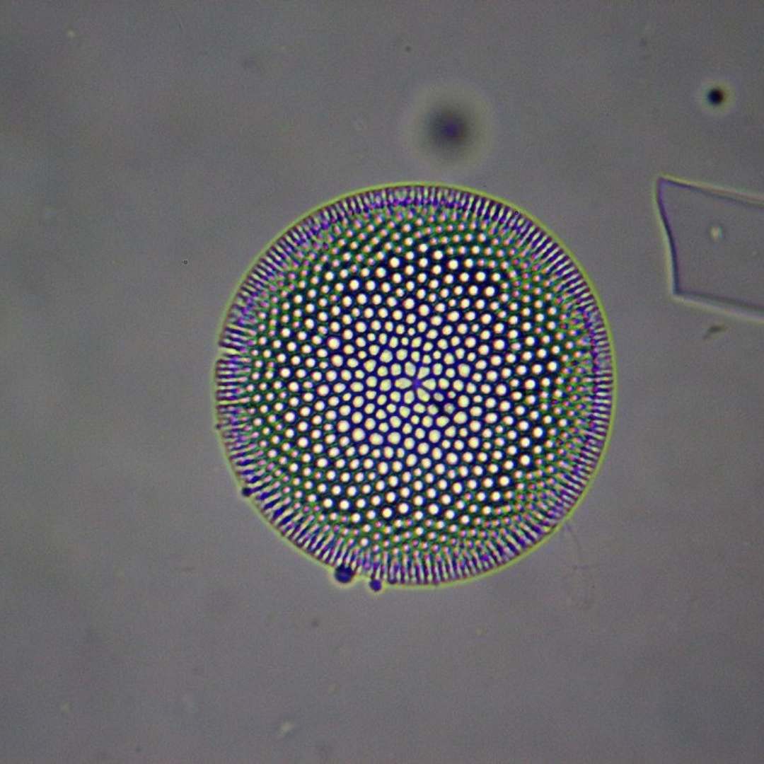 Les diatomées - Meilleurs Microscopes