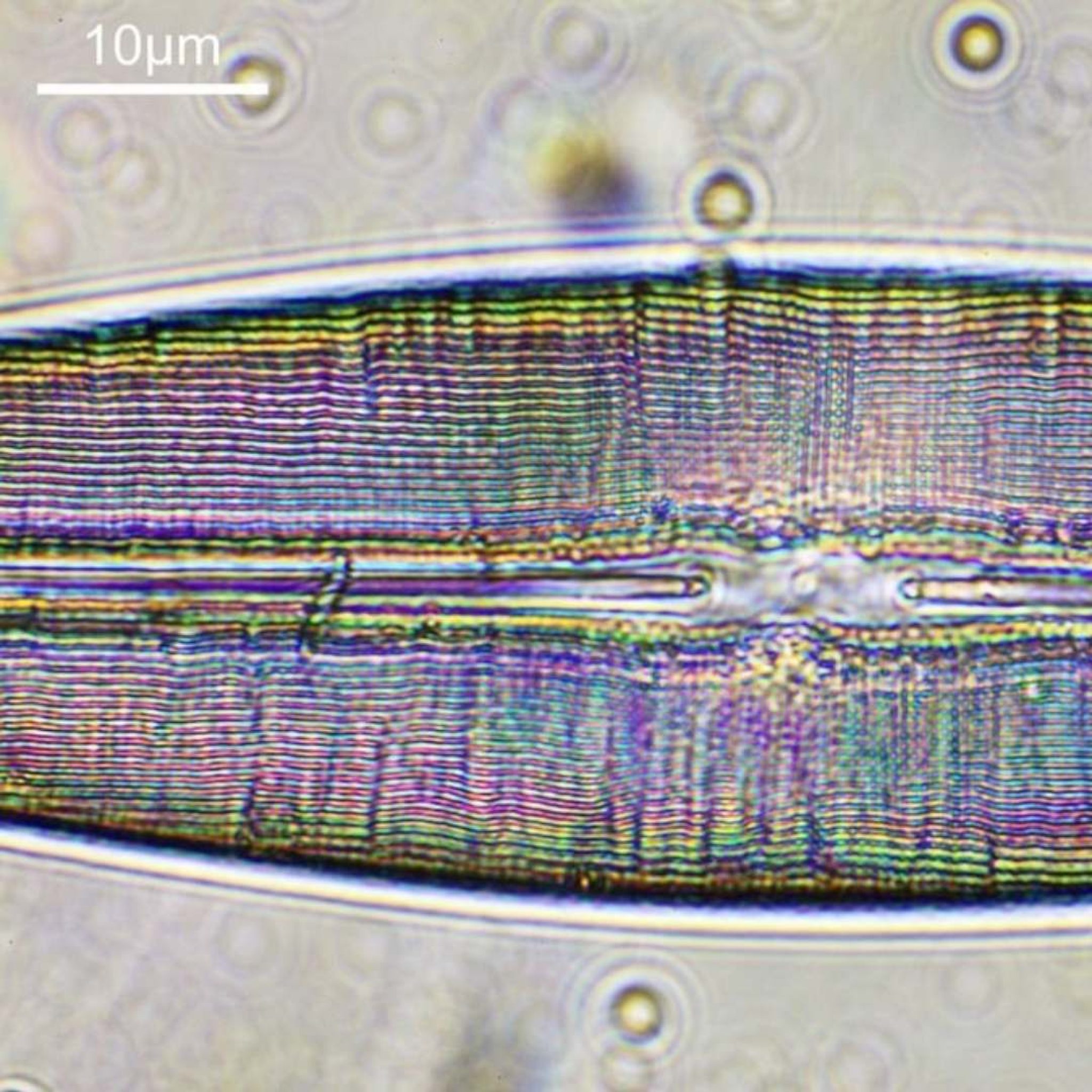 Comment observer les diatomées ? - Meilleurs Microscopes