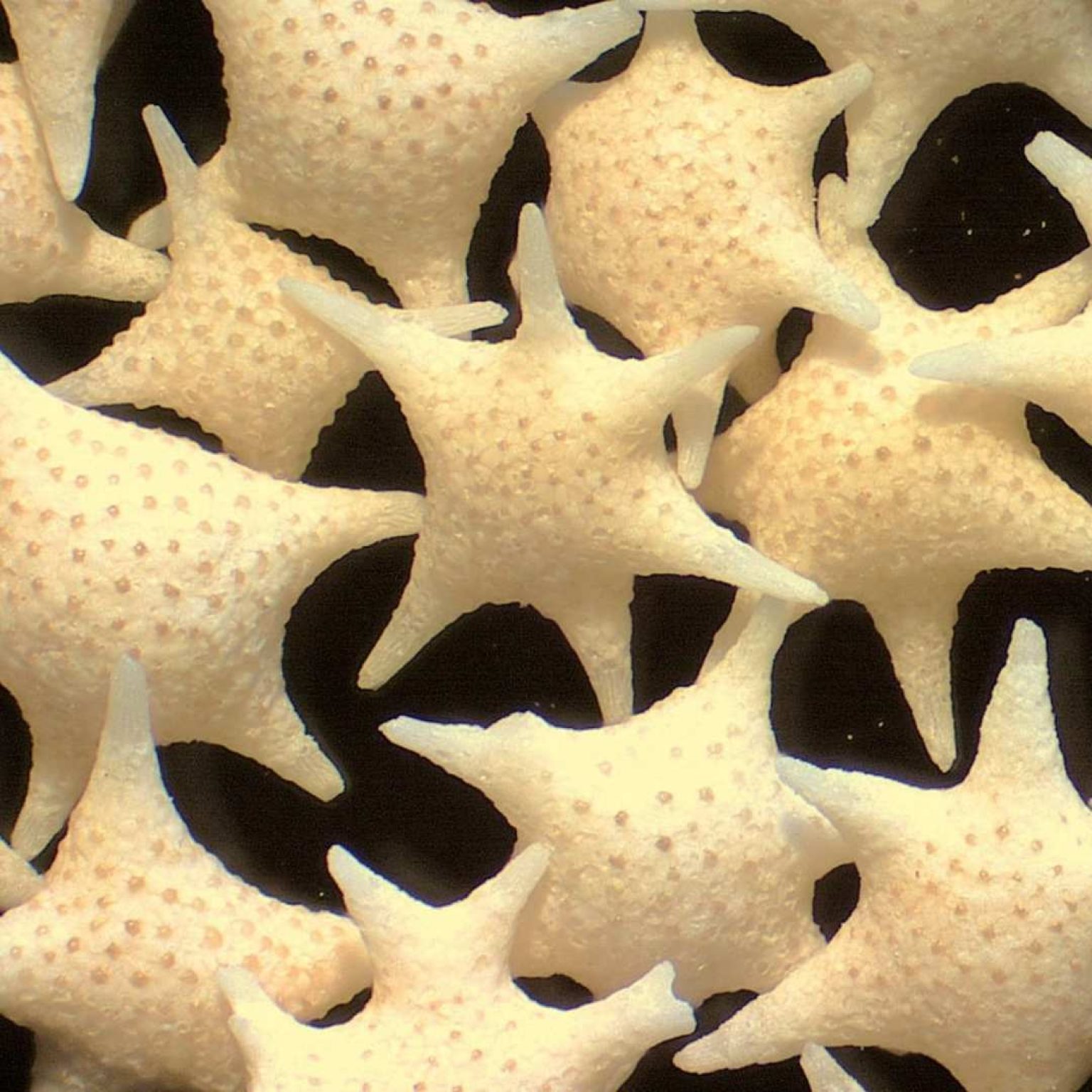 Sable au microscope - Meilleurs Microscopes