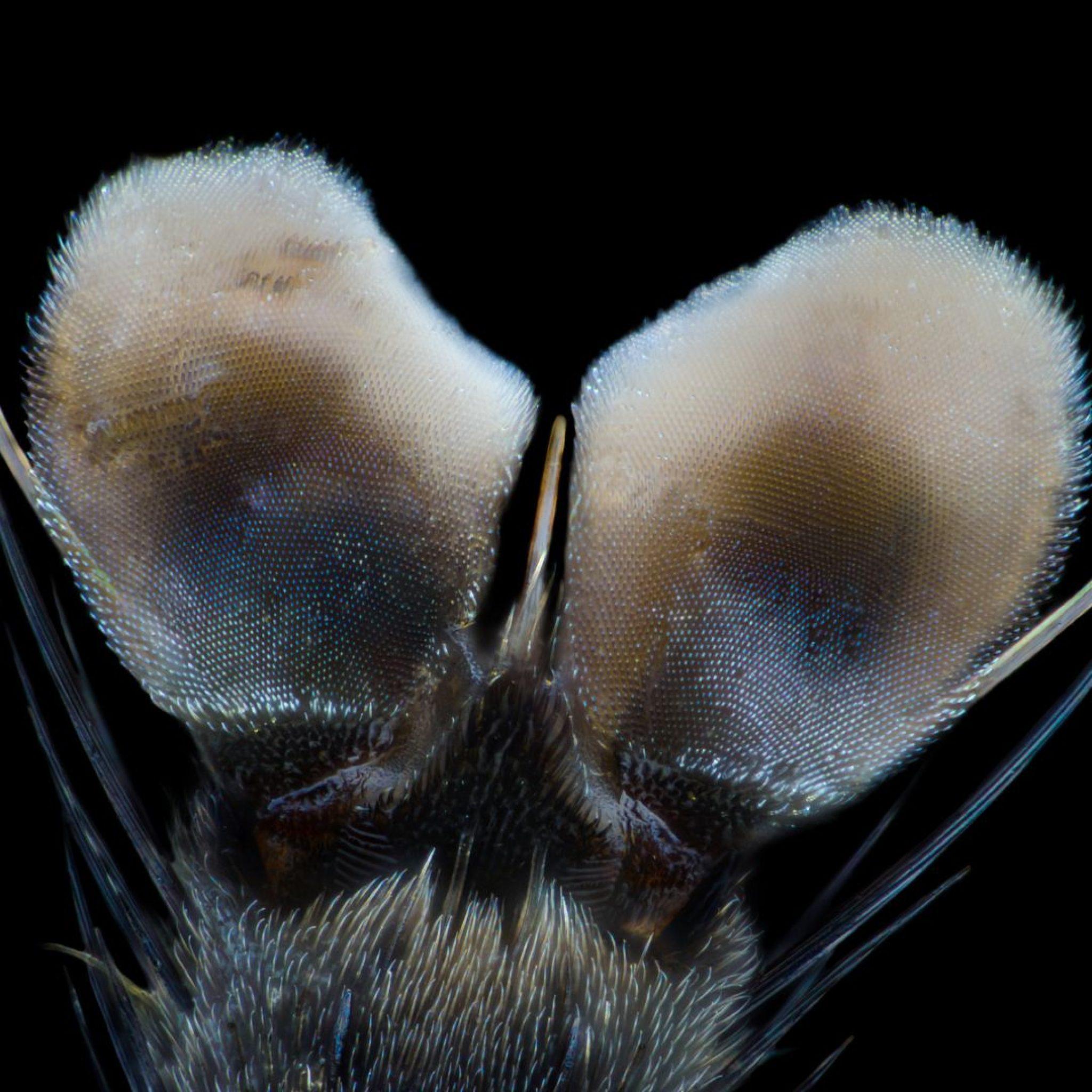 Quoi observer au microscope ? - Meilleurs Microscopes