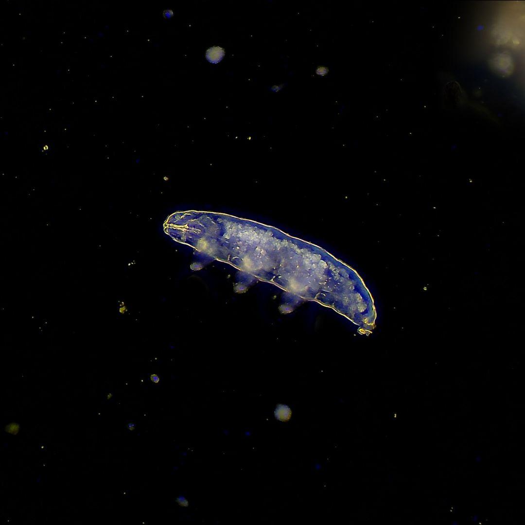 Comment puis-je voir les tardigrades ? - Meilleurs Microscopes