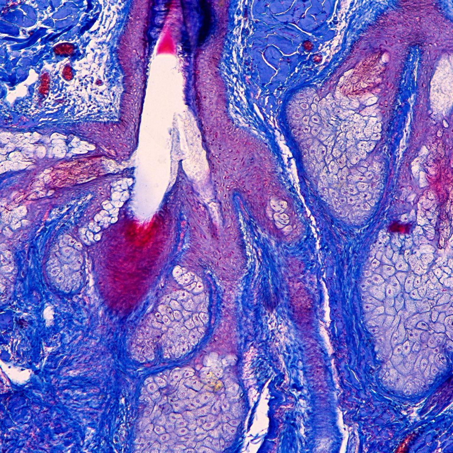 La structure de la peau au microscope - Meilleurs Microscopes