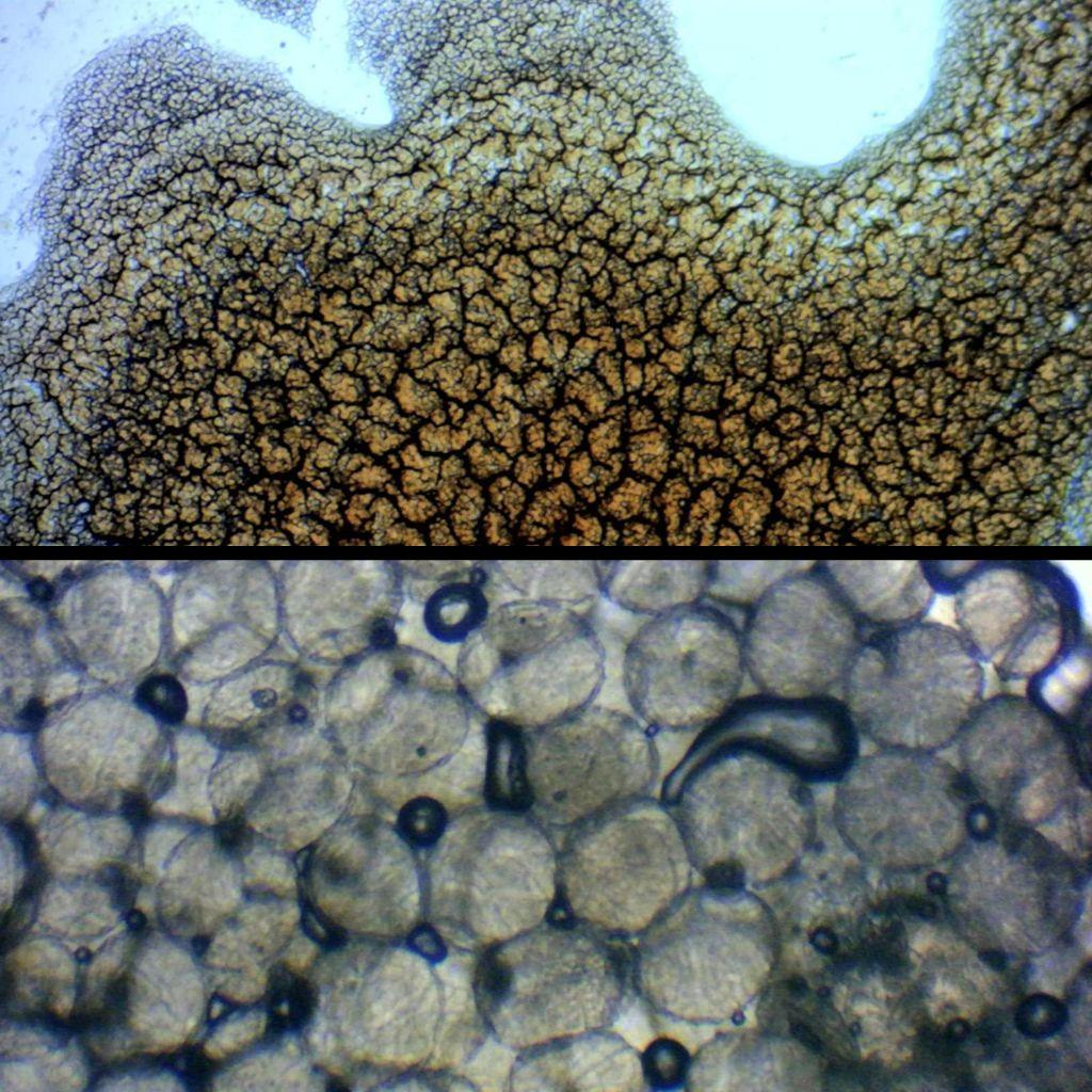 Sélection des meilleures caméras pour microscopes en 2024